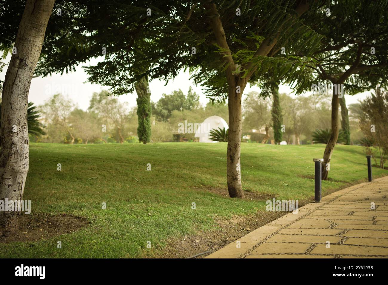 the beautiful nature park and green tree at cairo on sunny day Stock ...