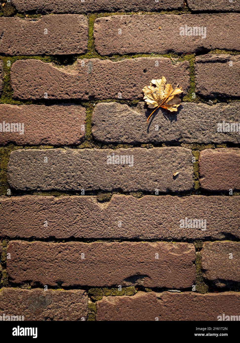 Autumn leaves on the red brick pavement, Leiden, Netherlands Stock ...