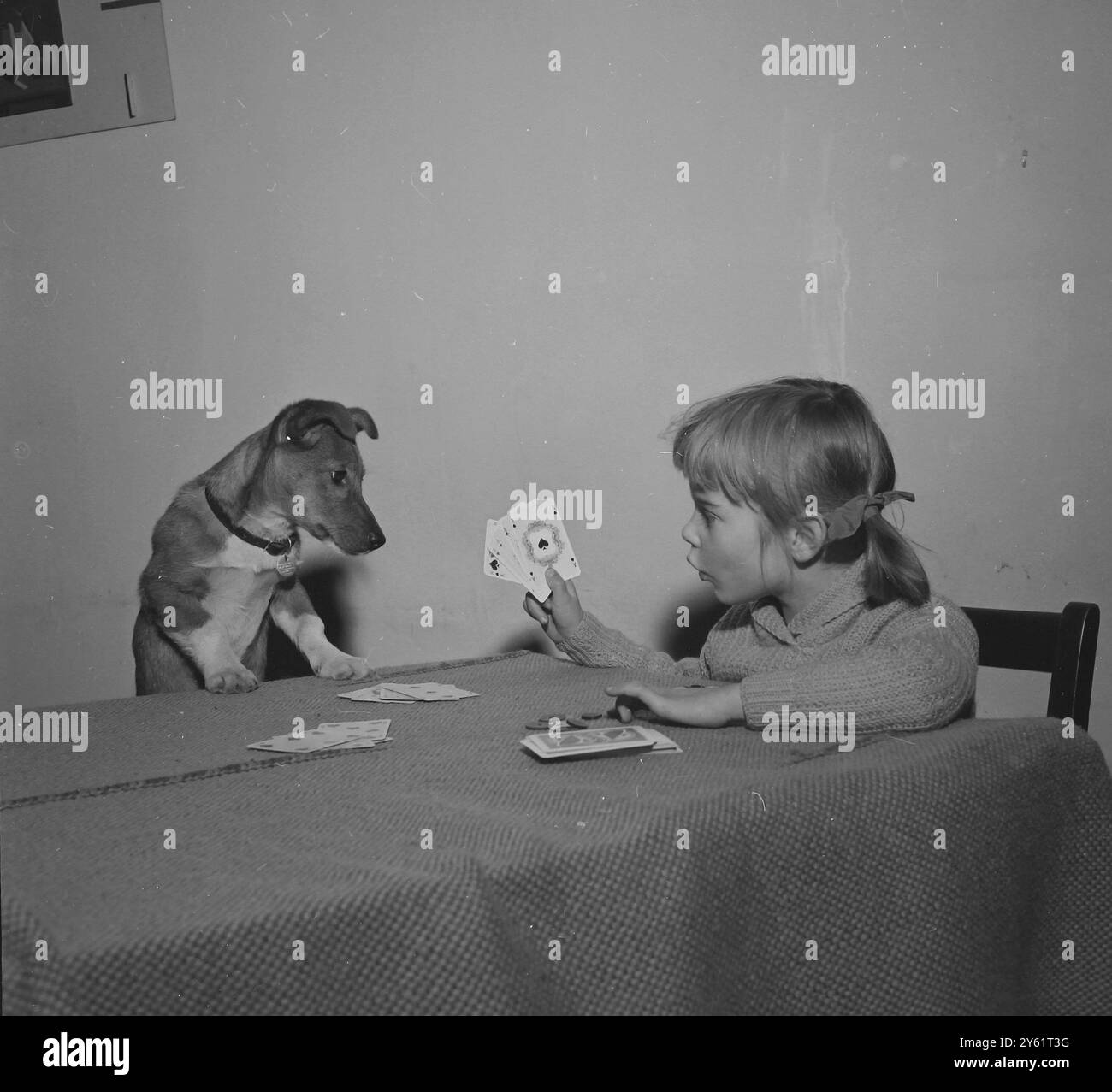 CAROLINE BELL PLAYS CARDS WITH PET CORGI DOG CHARLIE WITH A HANDFUL OF ...