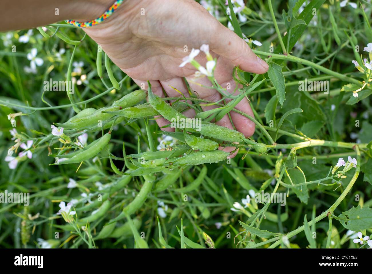 Flowering radish. White radish flowers and ripening seeds of the plant ...