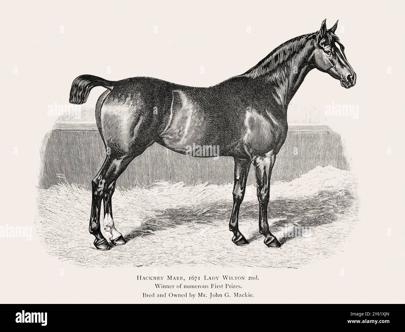 Vintage horse illustration from a 19th-century book on light horse ...