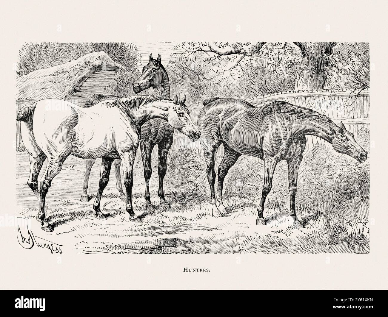 Vintage horse illustration from a 19th-century book on light horse ...