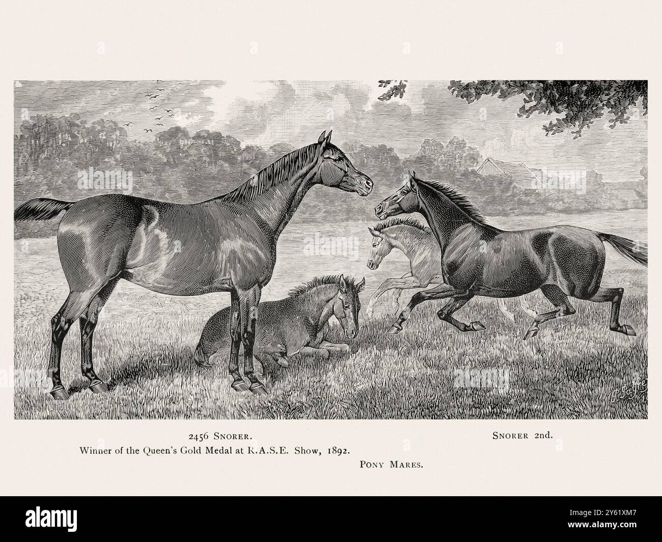 Vintage horse illustration from a 19th-century book on light horse ...