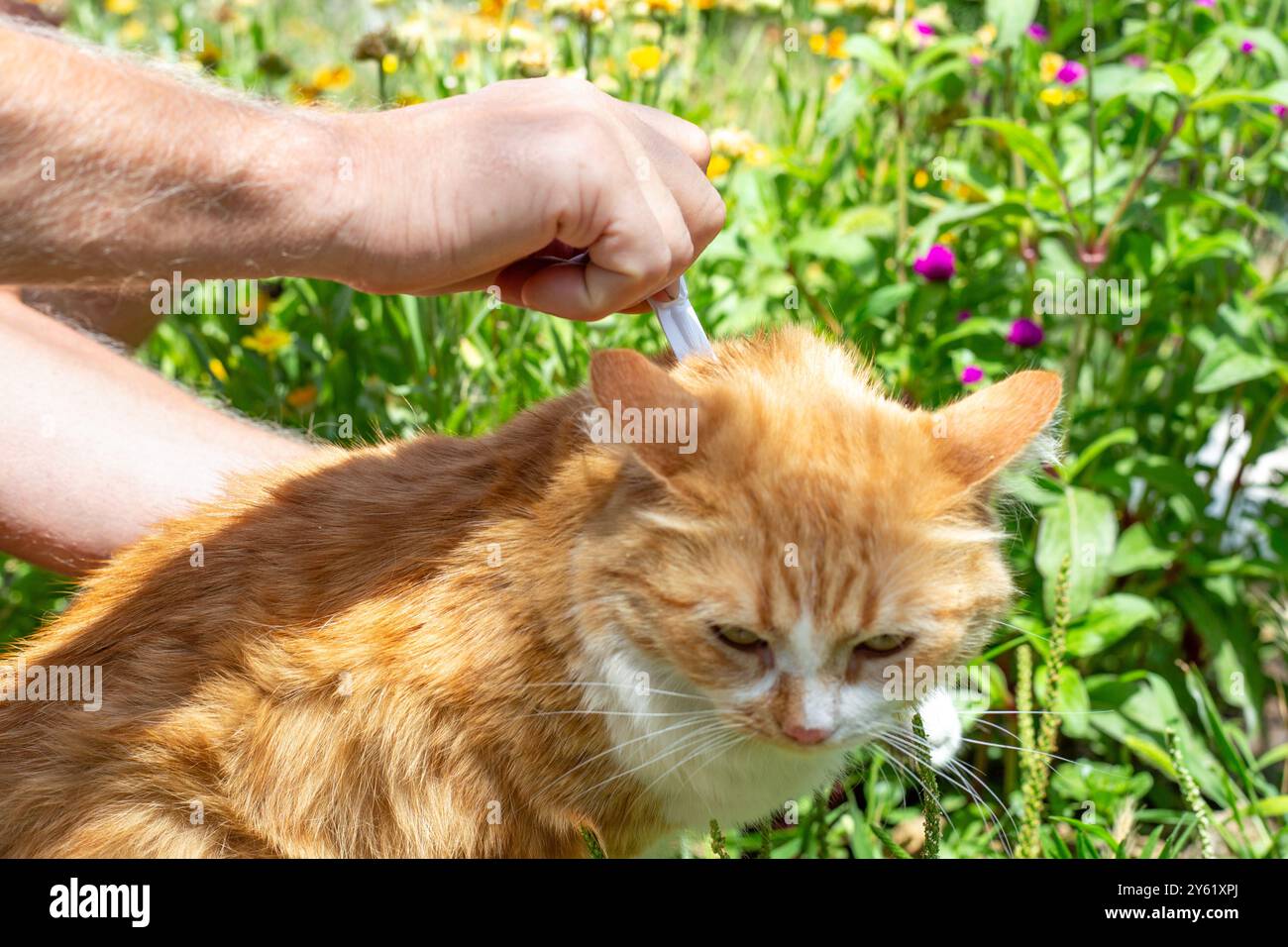 The owner of the animal drips drops from fleas on the withers of his ...