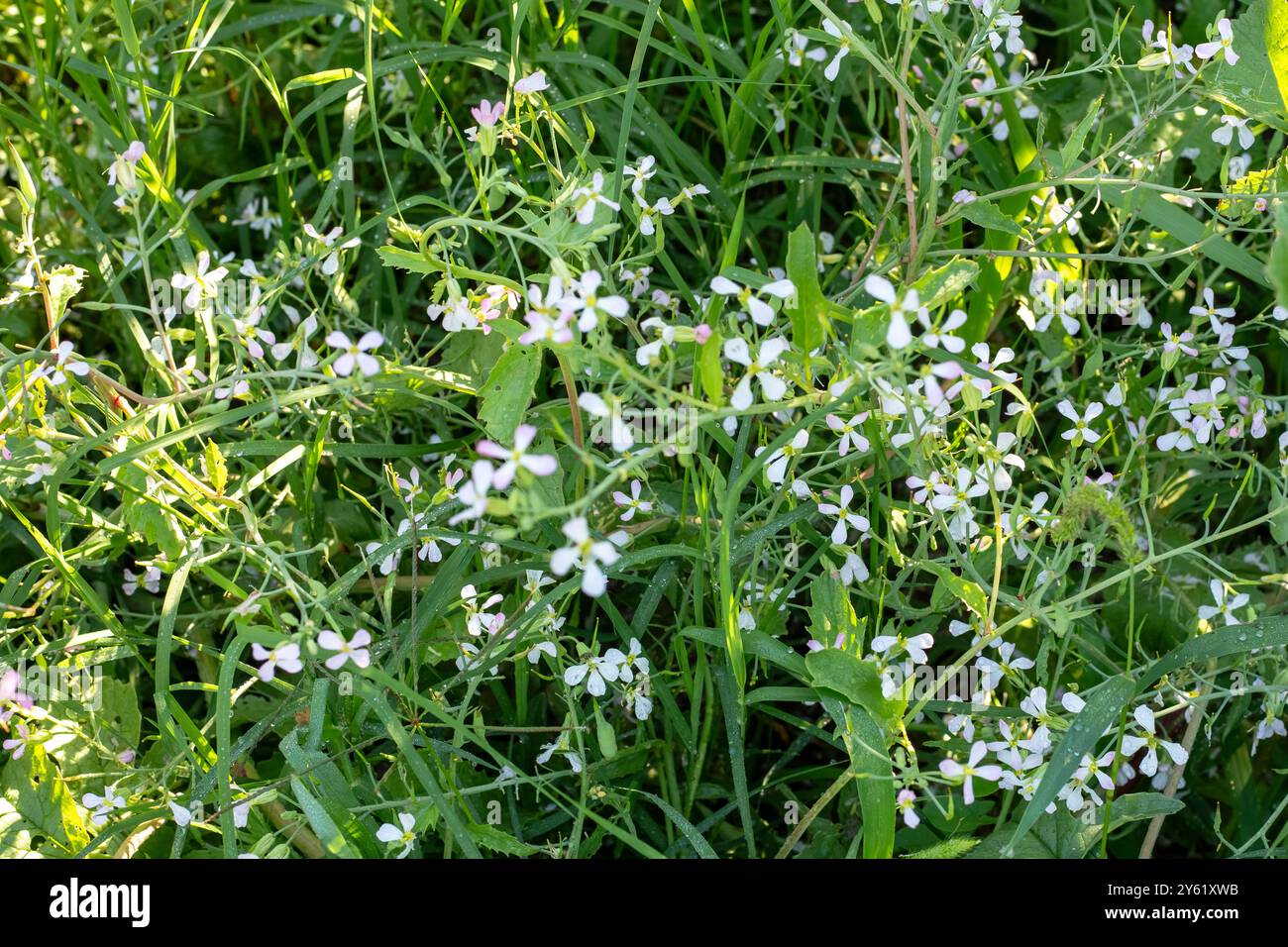 Flowering radish. Small white flowers of the vegetable, seeds of the ...