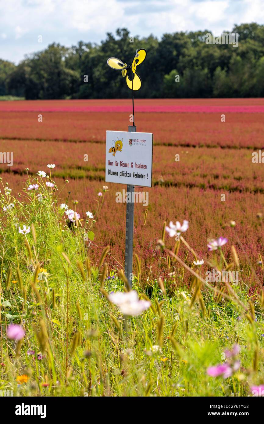 Flower strips on an open-air area of a horticultural farm, autumn ...