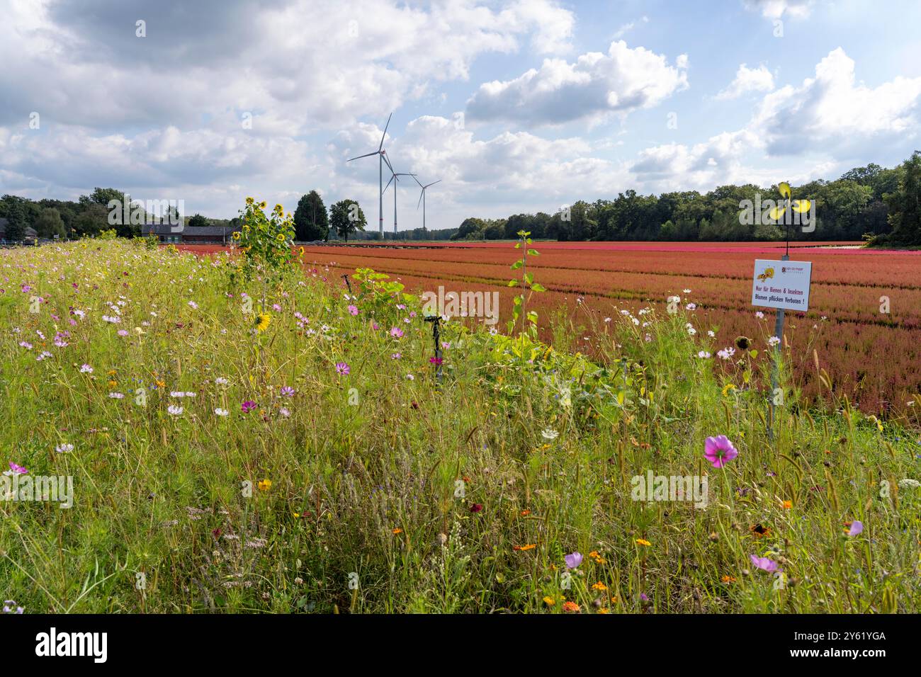 Flower strips on an open-air area of a horticultural farm, autumn ...