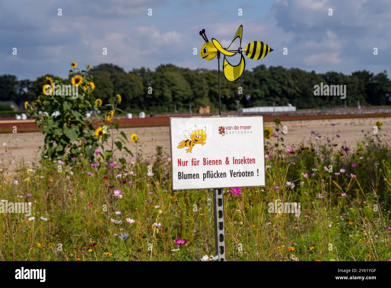 Flower strips on an open-air area of a horticultural farm, autumn ...