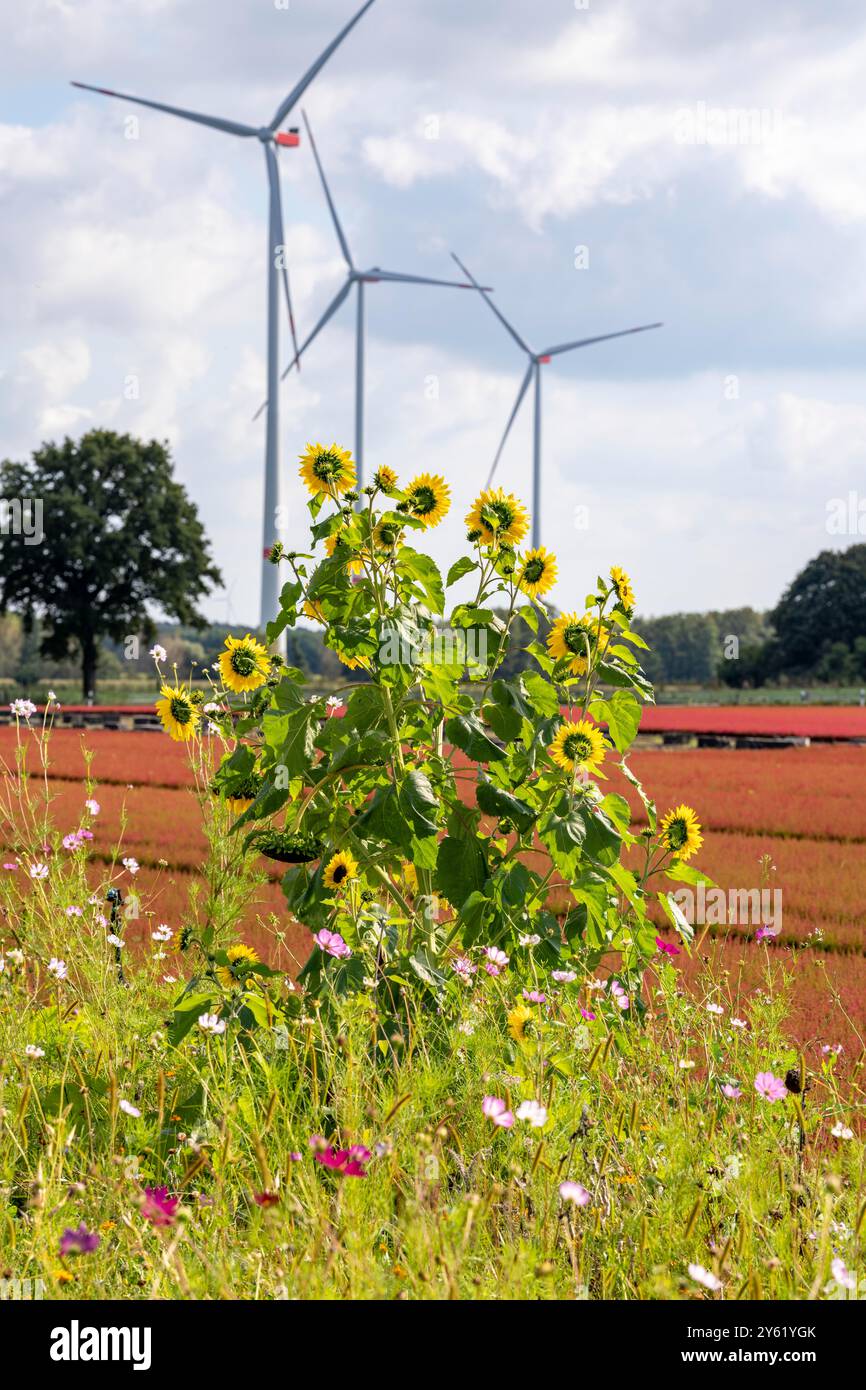 Flower strips on an open-air area of a horticultural farm, autumn ...