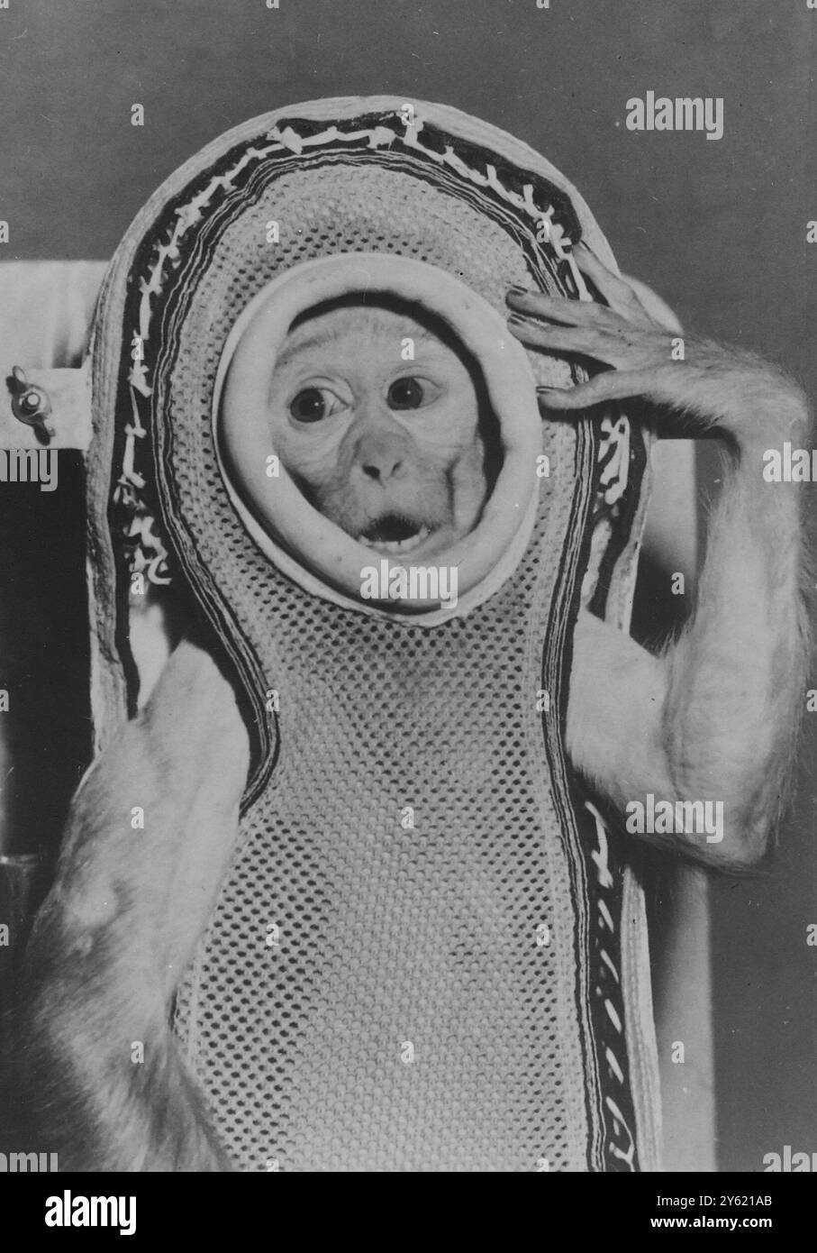 " MISS SAM " A FEMALE MONKEY PHOTOGRAPHED IN THE MERCURY SATELLITE ...