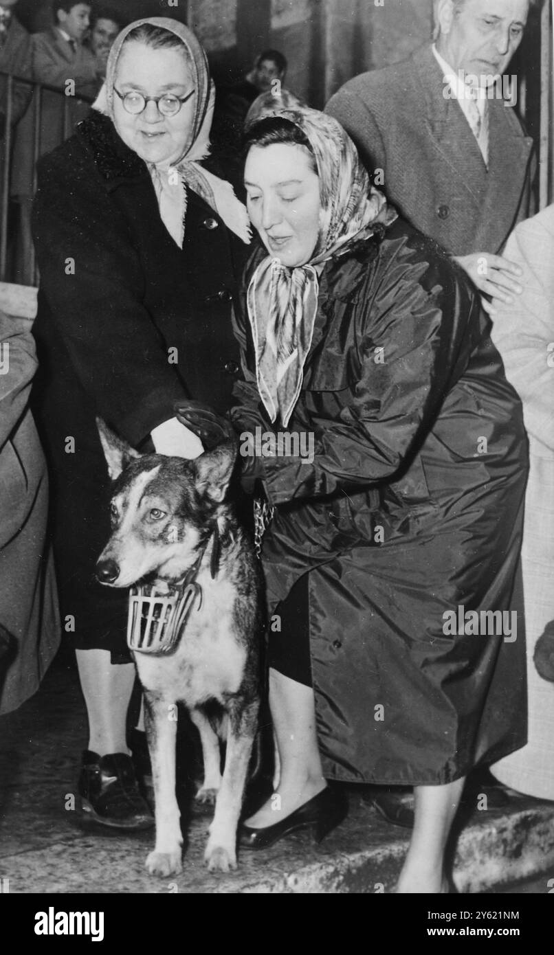 Animals in rome hi-res stock photography and images - Alamy