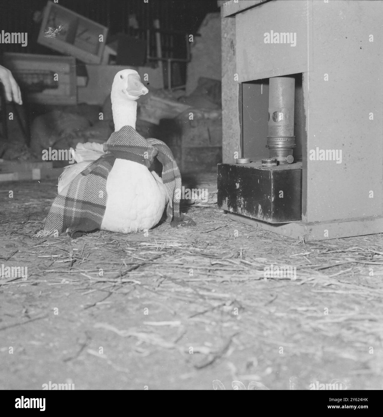 GOOSE SITS BY OIL FIRE WITH A SCARF AROUND ITS NECK 6 JANUARY 1960 ...