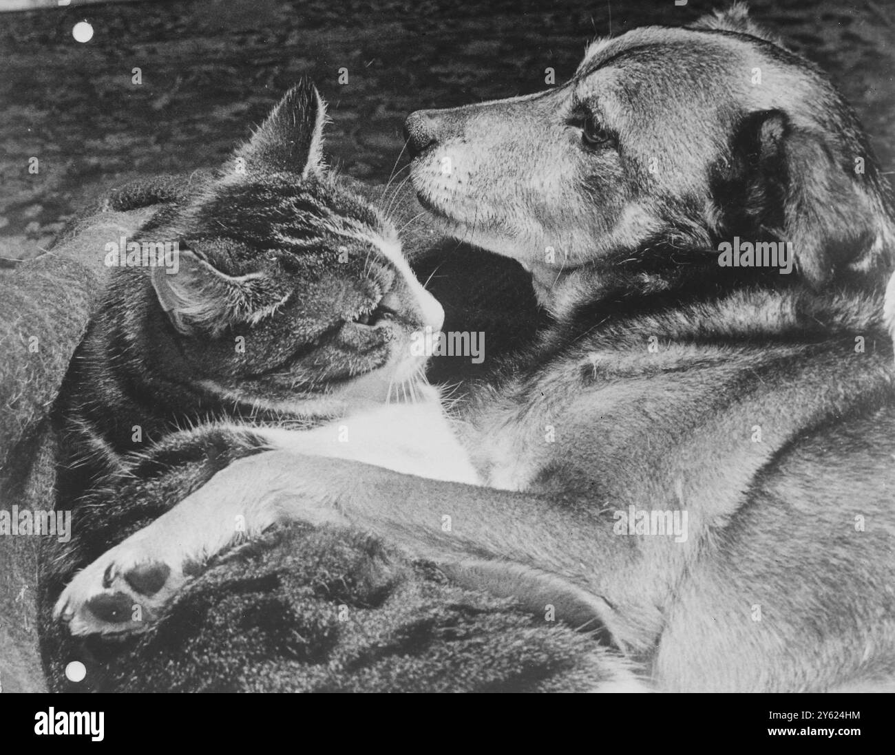 MICKEY THE DOG AND BENJI THE CAT SHARE A SOFA 6 JANUARY 1960 Stock ...