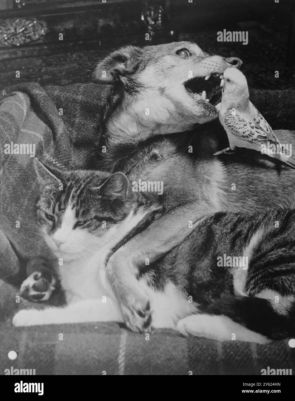 Mickey 1960 hi-res stock photography and images - Alamy