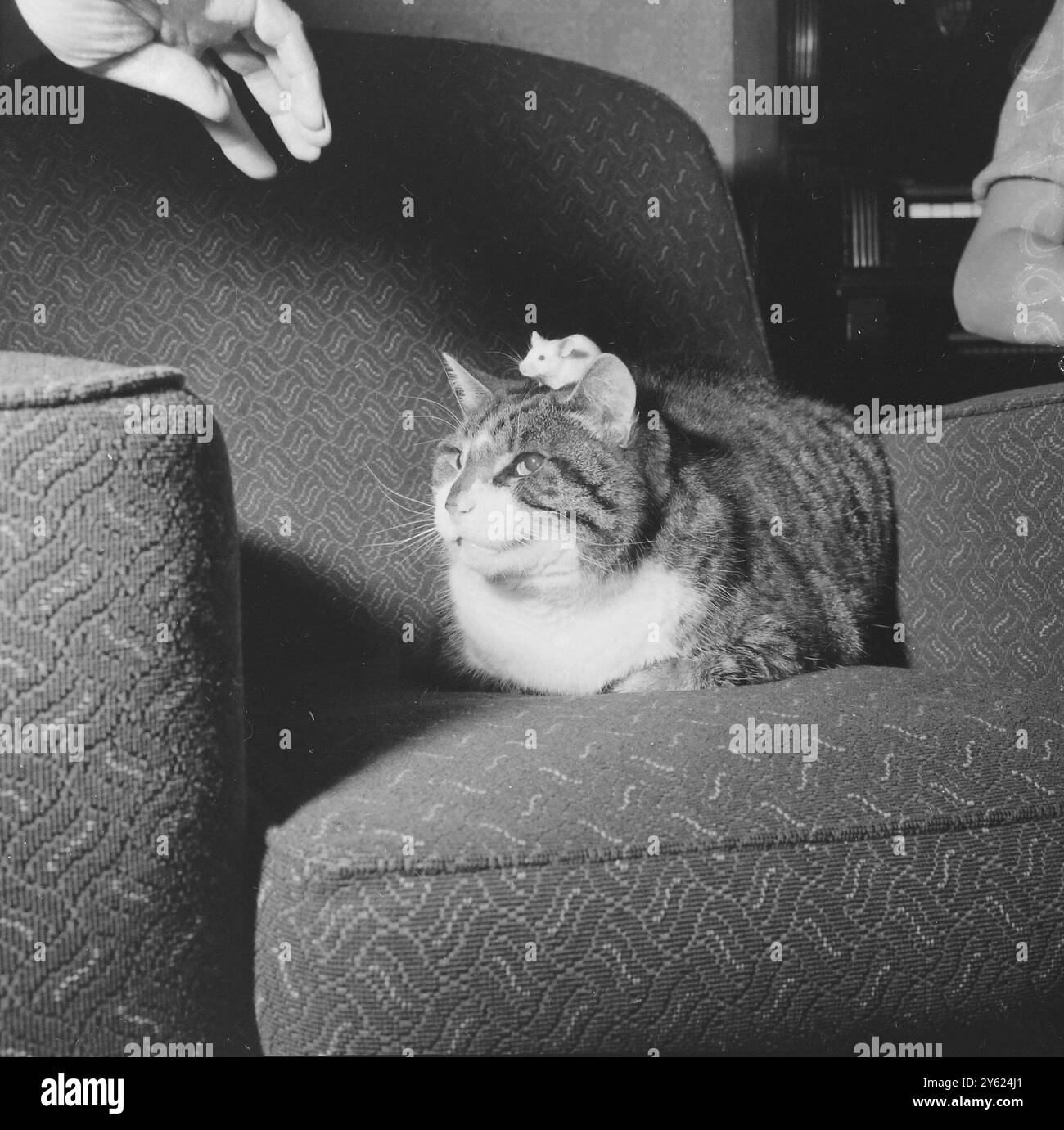 Head mouse Black and White Stock Photos & Images - Alamy