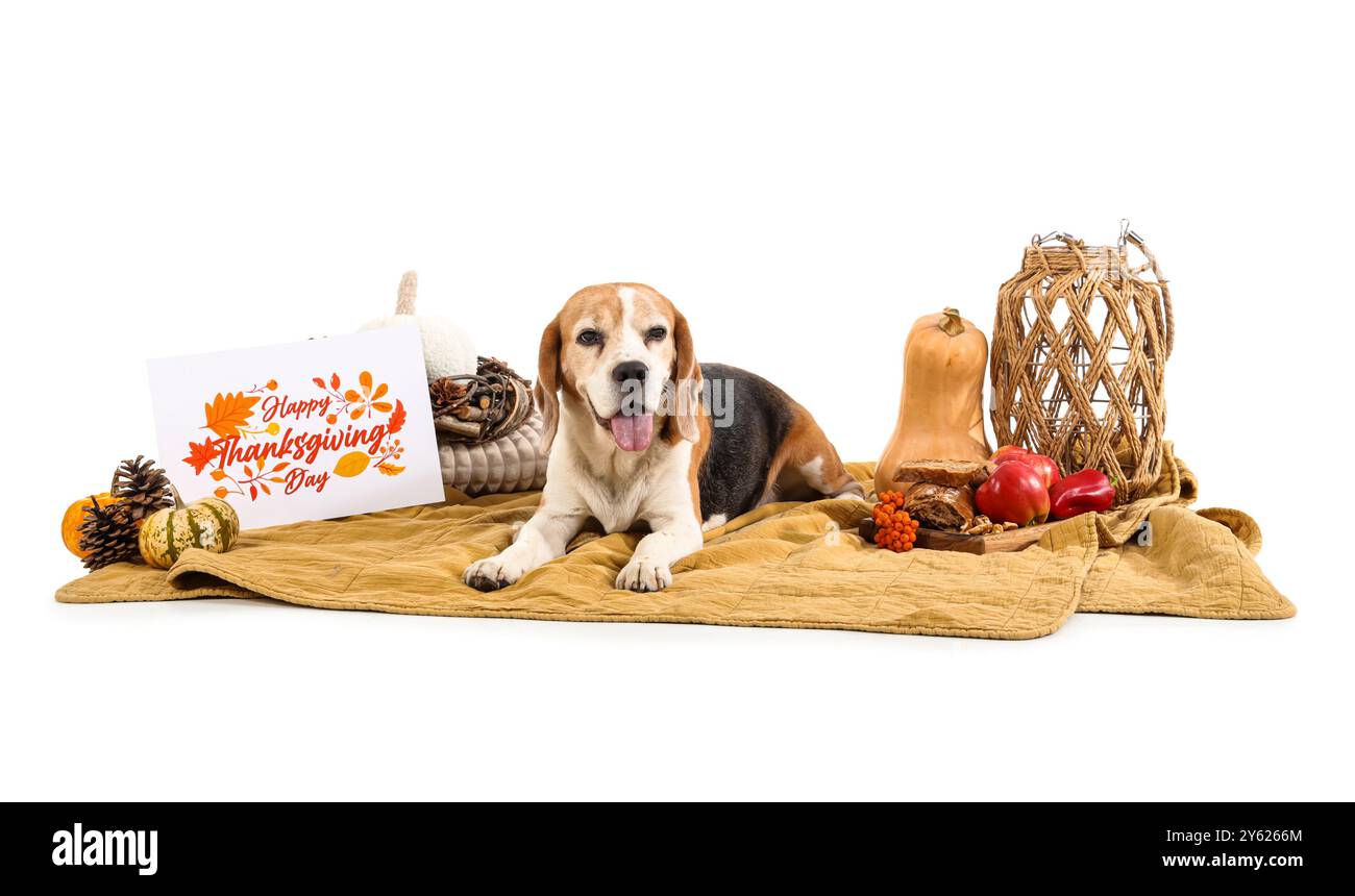 Cute Beagle dog lying on blanket with greeting card and decorations for ...