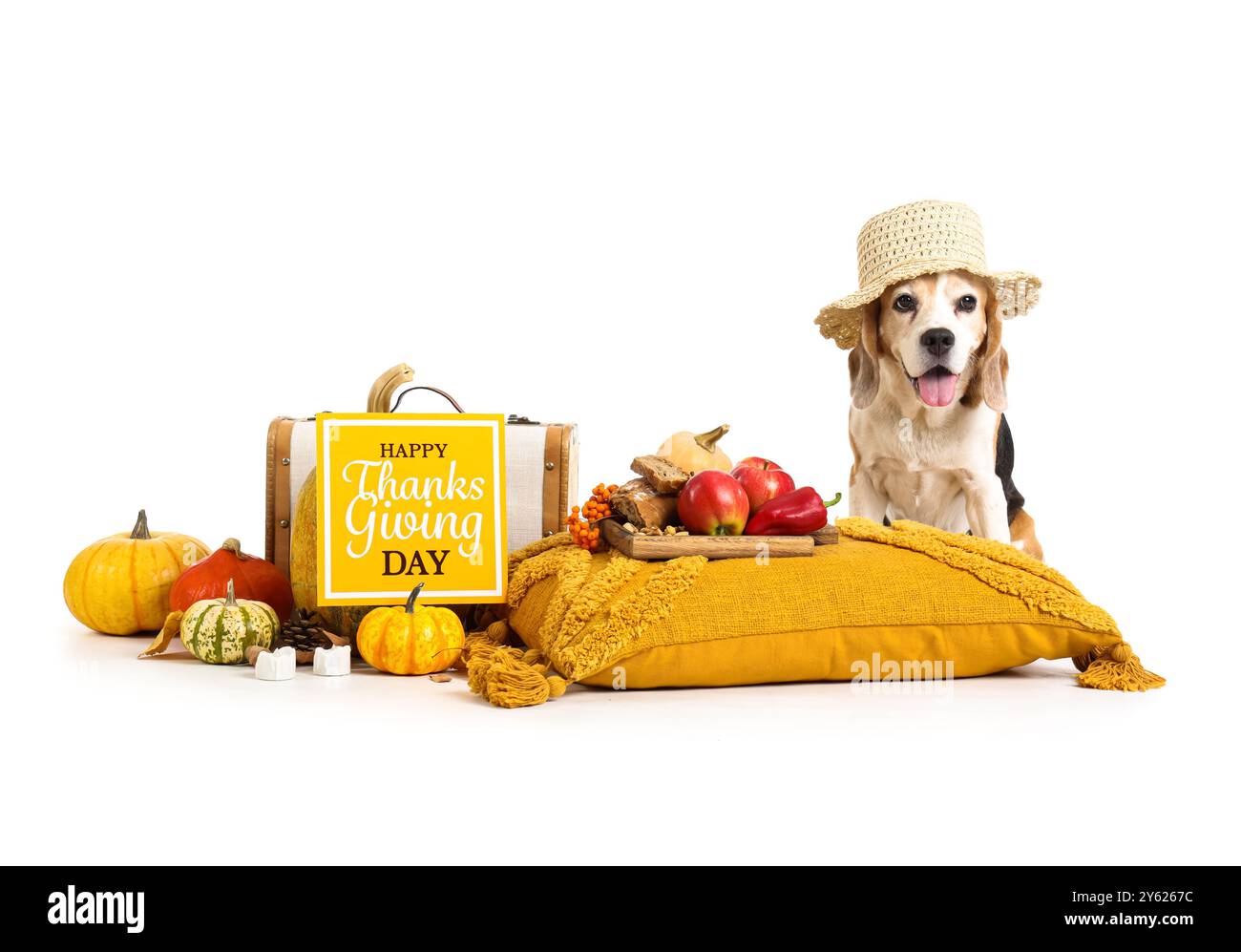 Cute Beagle dog with suitcase, greeting card and pumpkins for ...