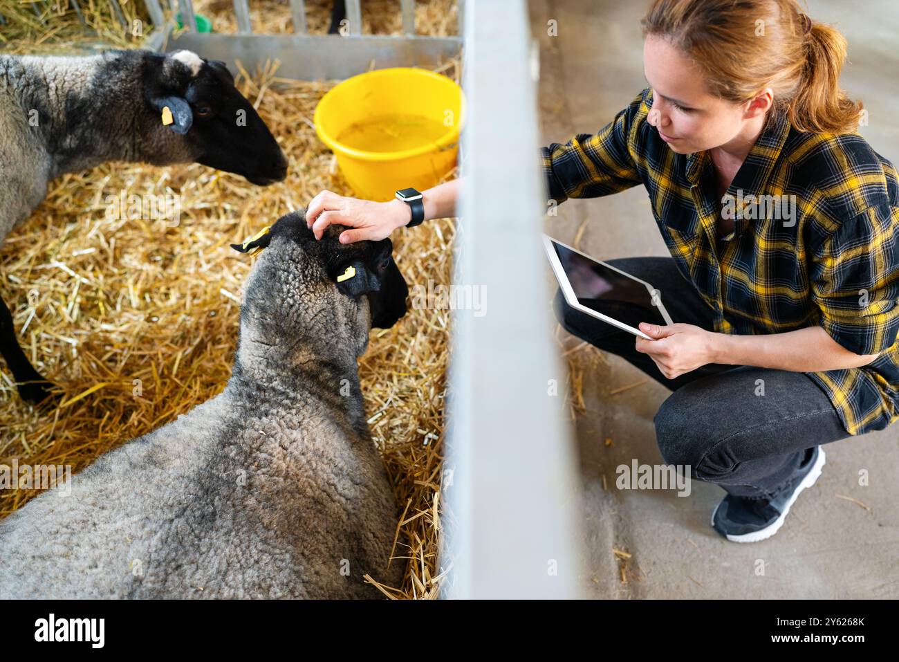 Woman farm worker inspecting sheep on a livestock farm using her ...