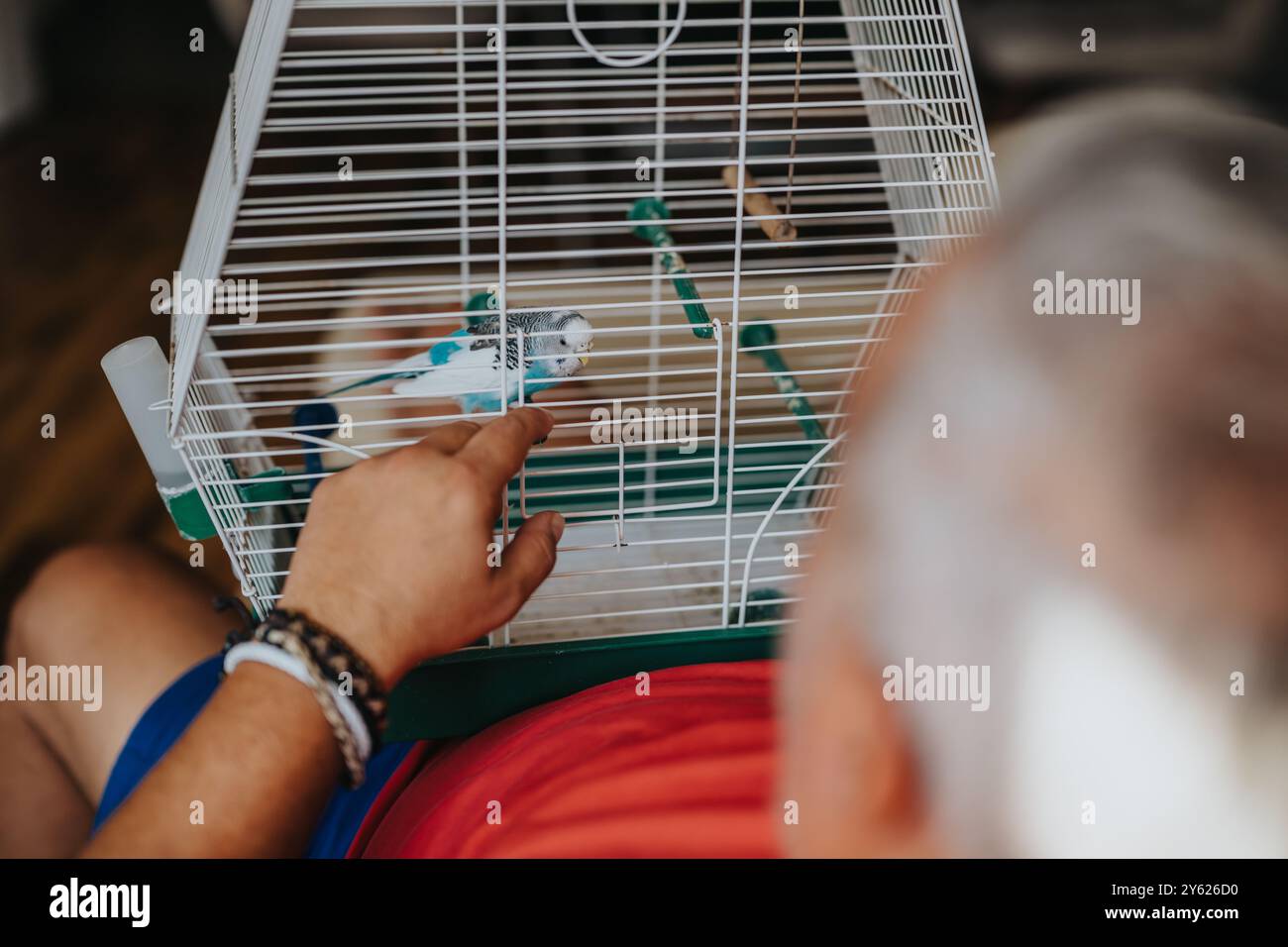 Man interacting with pet parakeet in a cage at home Stock Photo - Alamy
