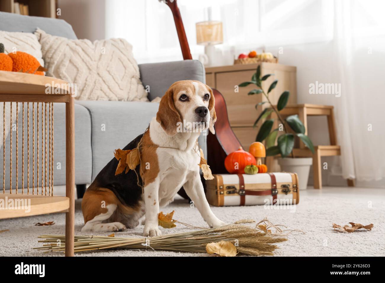 Cute Beagle dog with autumn leaves, wheat and pumpkins for Thanksgiving ...