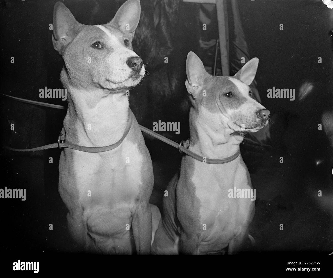 These two aristocrats of the dog world are very, very quiet. "Sun Spot ...