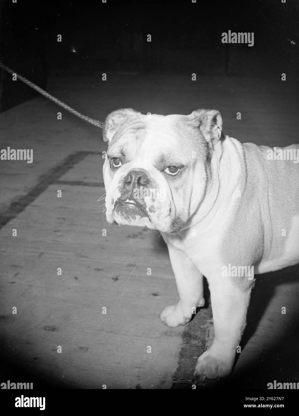Impressive exhibit at today's London Bulldog Society's "United show" at ...