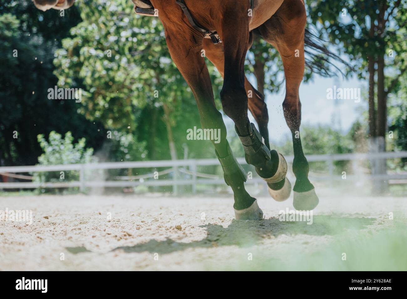 Horse's legs galloping close up hi-res stock photography and images - Alamy