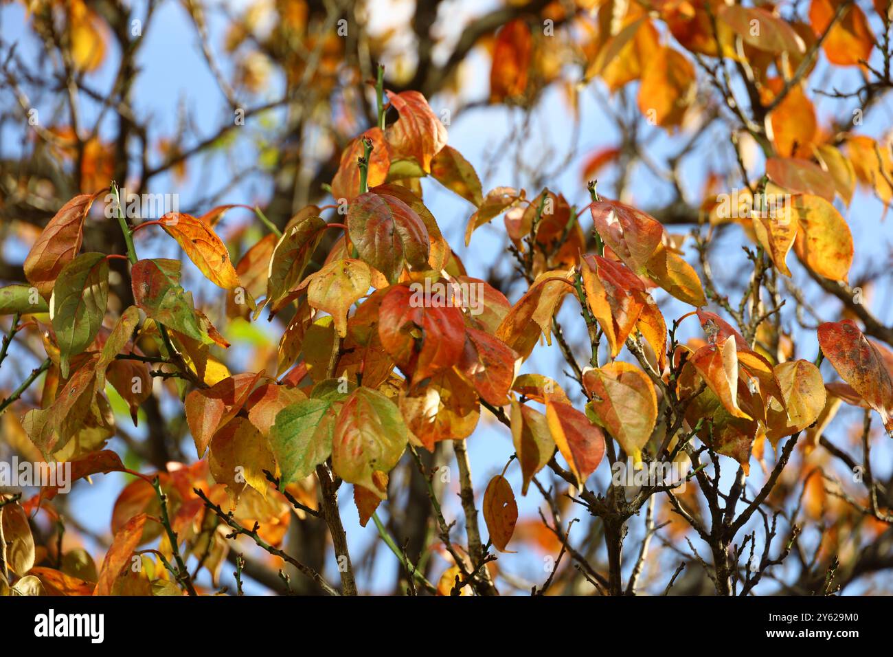 Abstract autumn view tree hi-res stock photography and images - Alamy