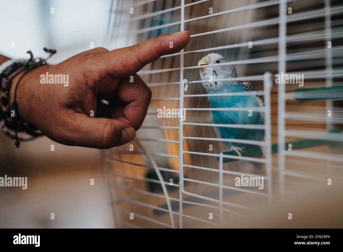 Human hand interacts with a budgie inside a cage Stock Photo - Alamy