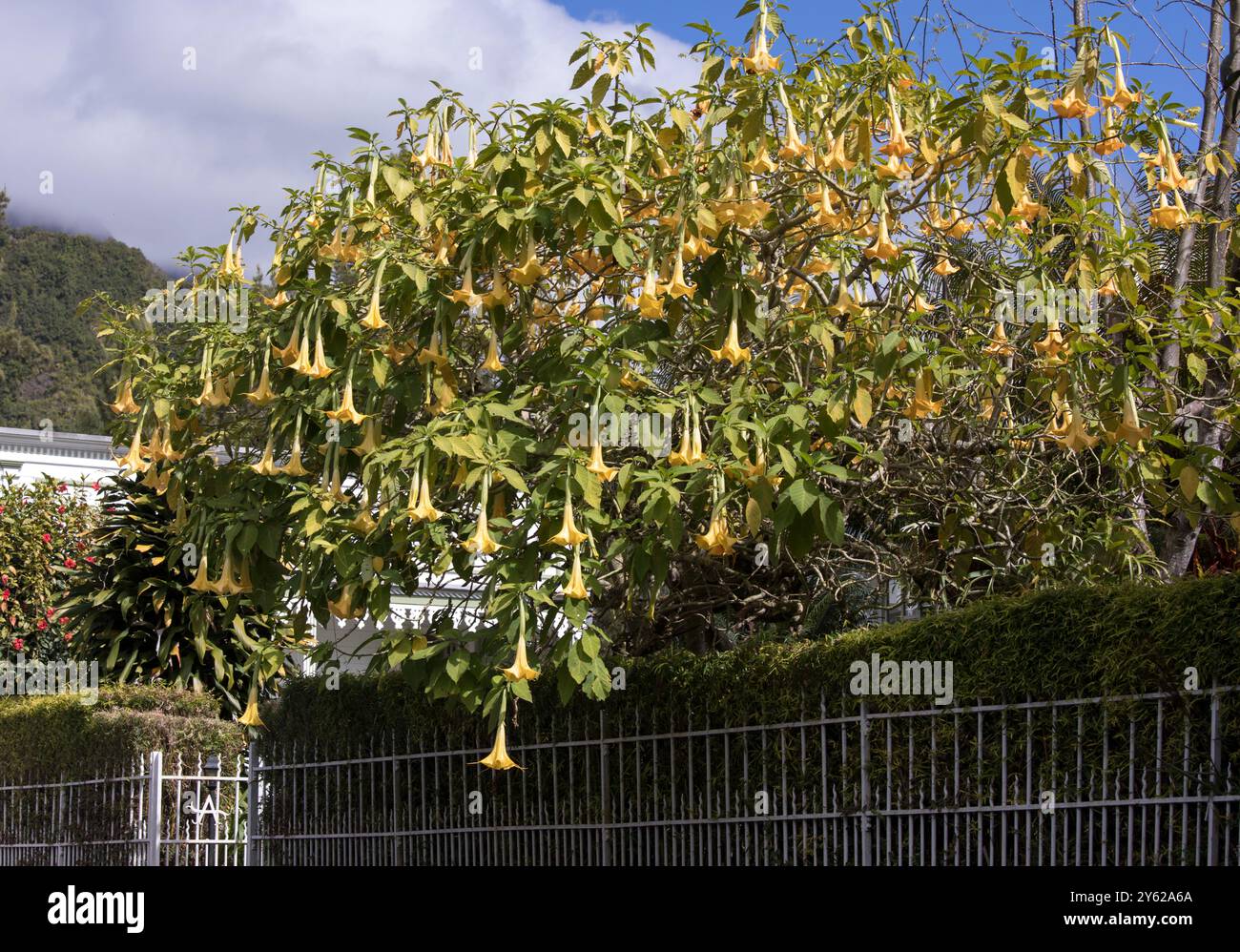 A photo of golden angel trumpet plant in France Stock Photo - Alamy