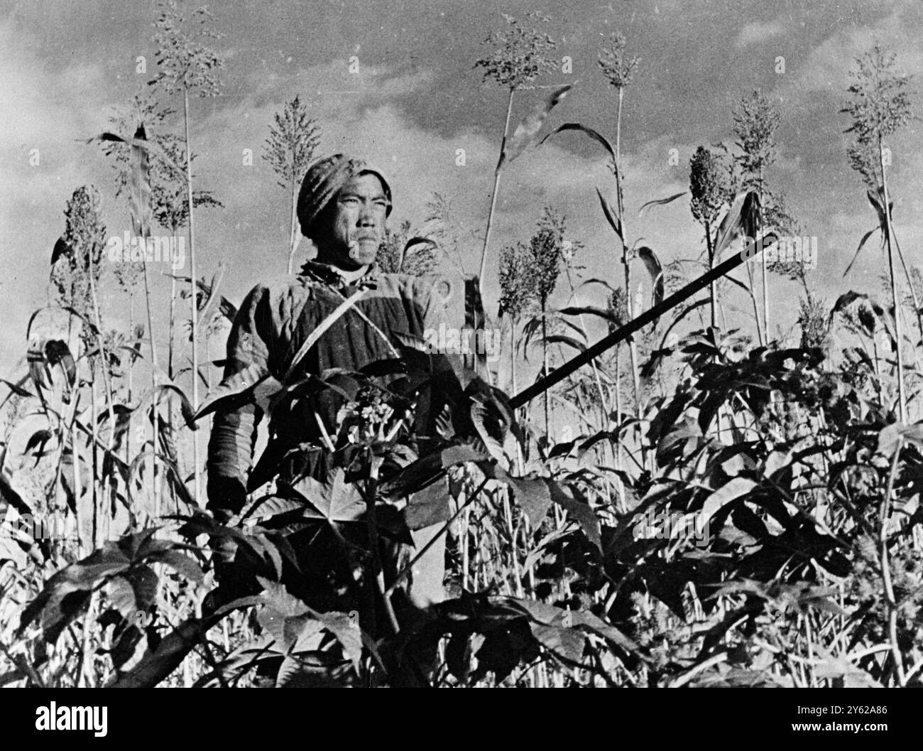 Manchuria agriculture hi-res stock photography and images - Alamy