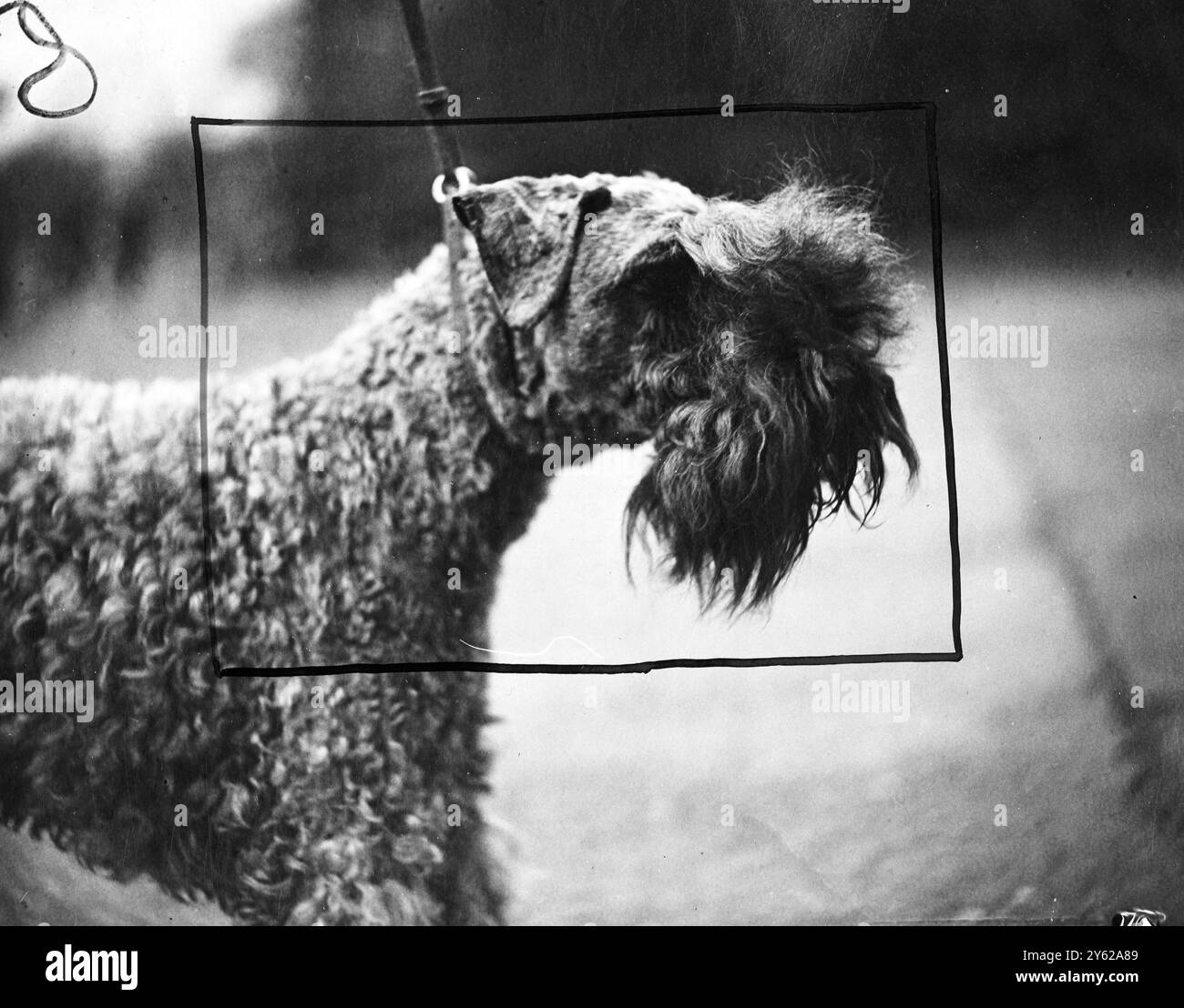 The Bearded Lady at today's Kerry Blue Terrier Association show, at the ...