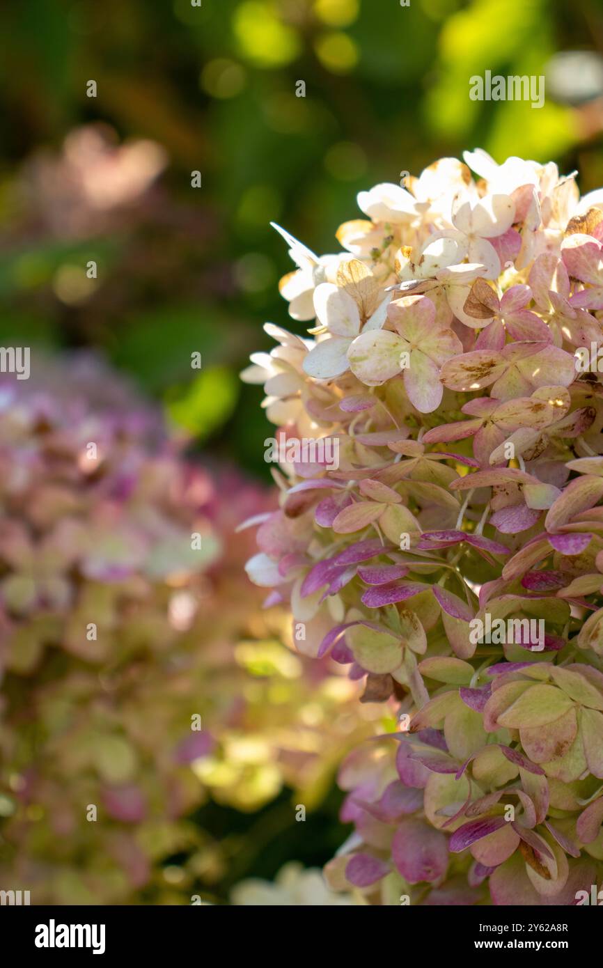 A vibrant bunch of pink and white flowers is thriving beautifully on a ...