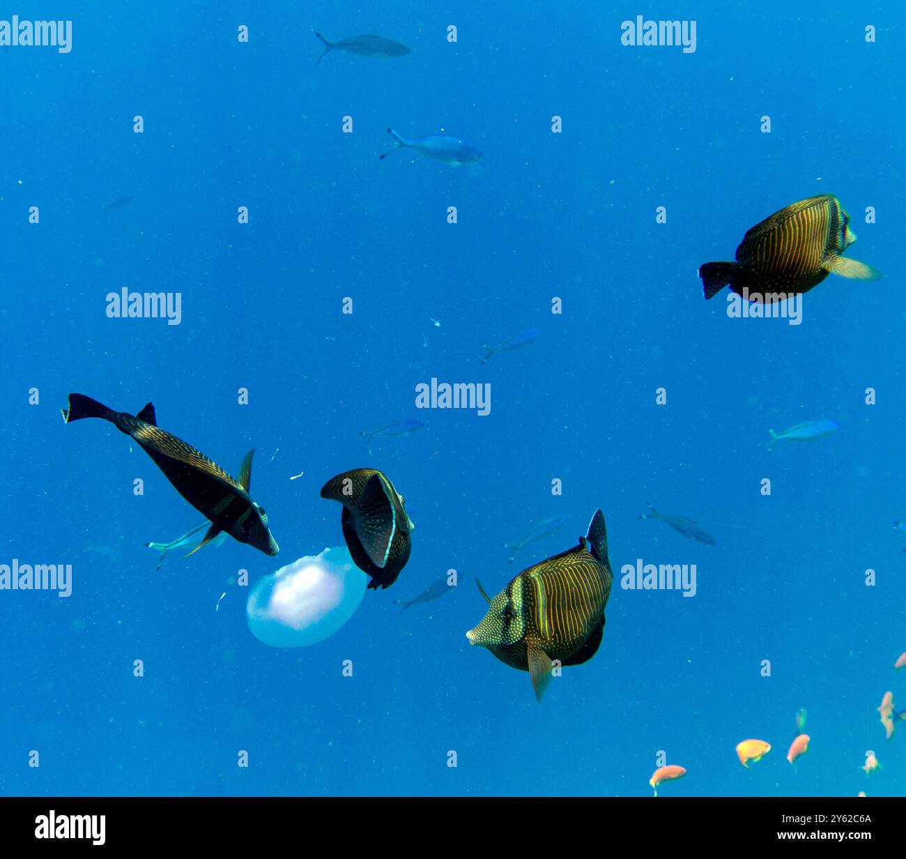 Fish eating jellyfish in coral reef, Egypt Stock Photo - Alamy