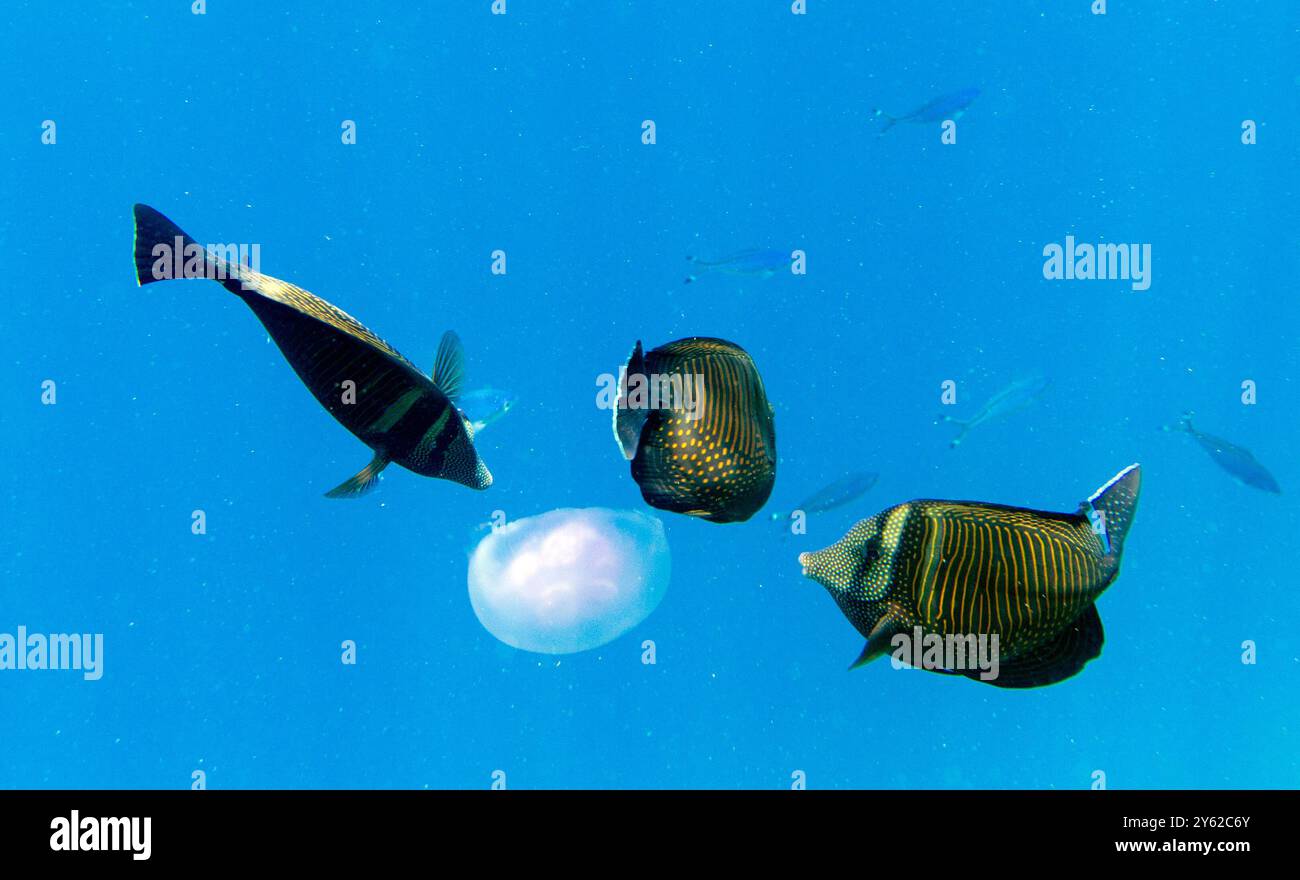 Fish eating jellyfish in coral reef, Egypt Stock Photo - Alamy