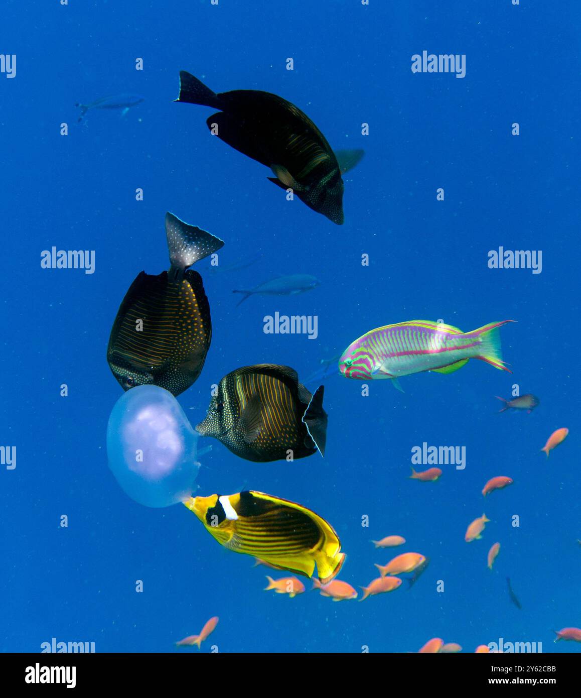 Fish eating jellyfish in coral reef, Egypt Stock Photo - Alamy