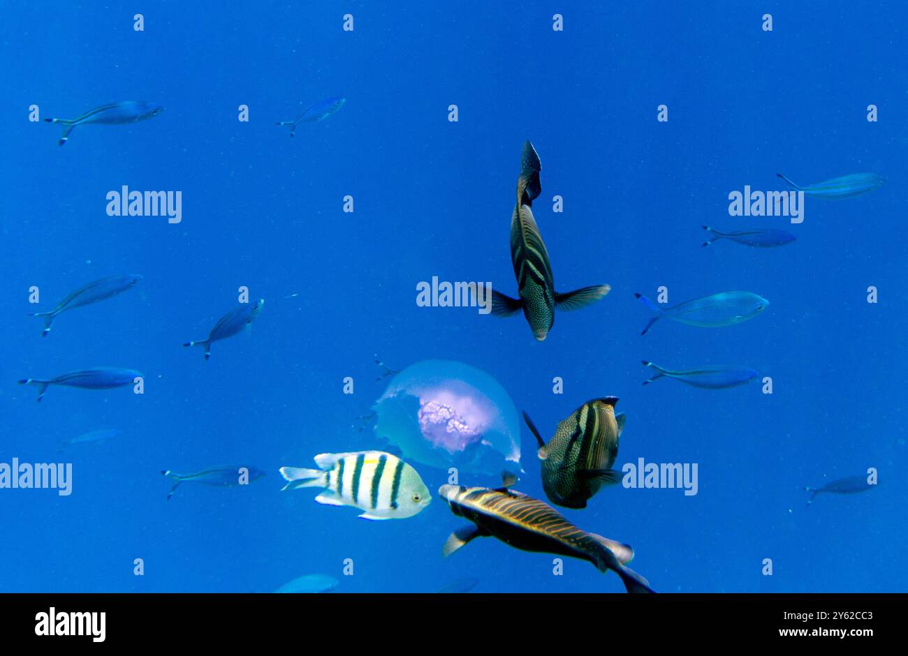 Fish eating jellyfish in coral reef, Egypt Stock Photo - Alamy