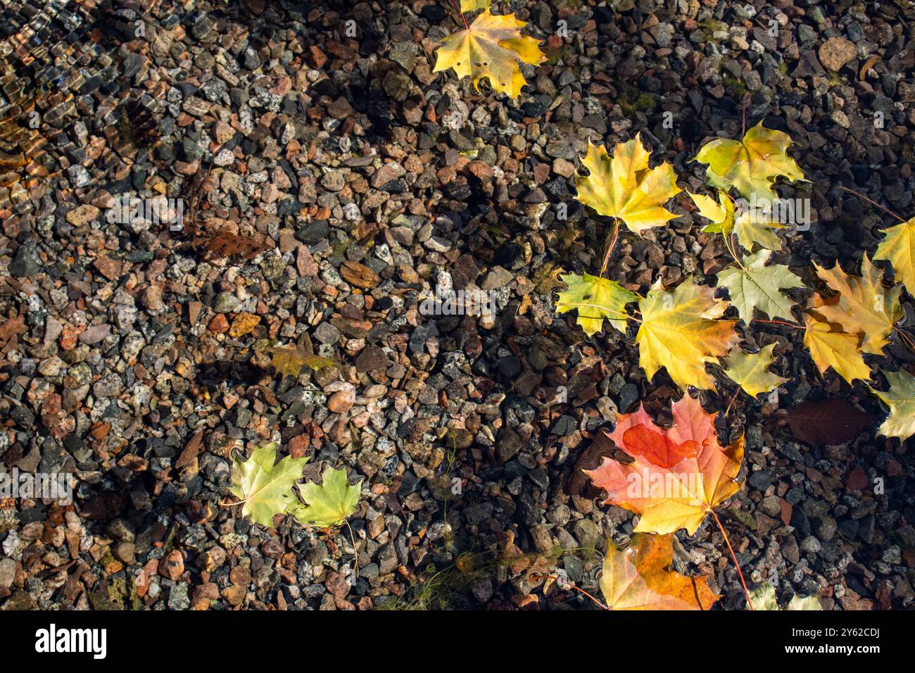 A cluster of various colored leaves are scattered on the ground Stock ...