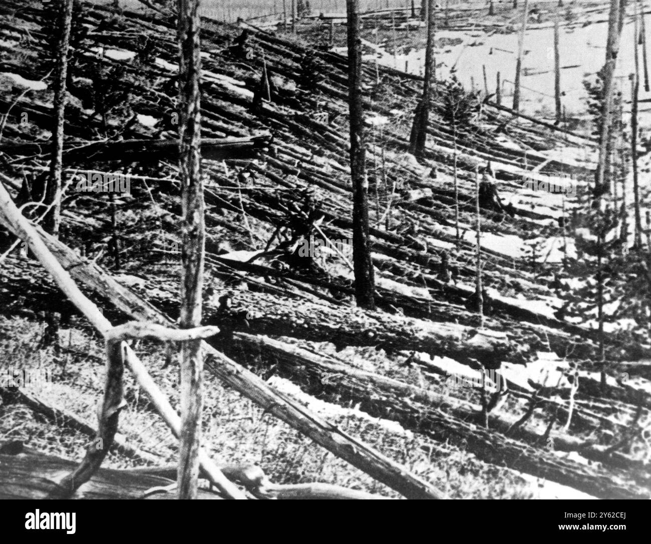 Devastation caused by the Siberian Meteor, Tunguska, 1908 Stock Photo ...