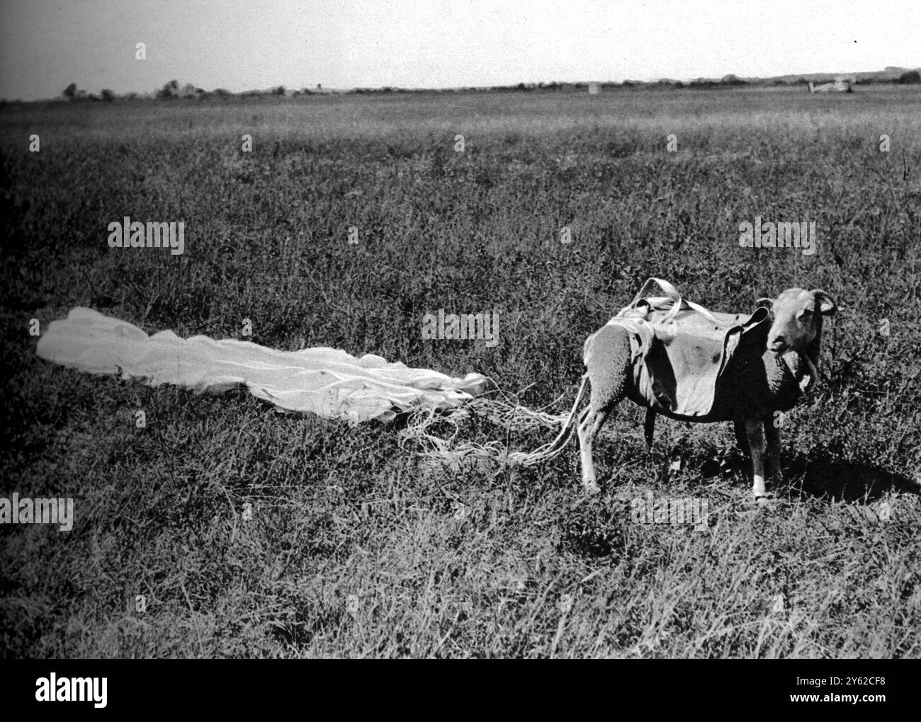 Planes meat hi-res stock photography and images - Alamy