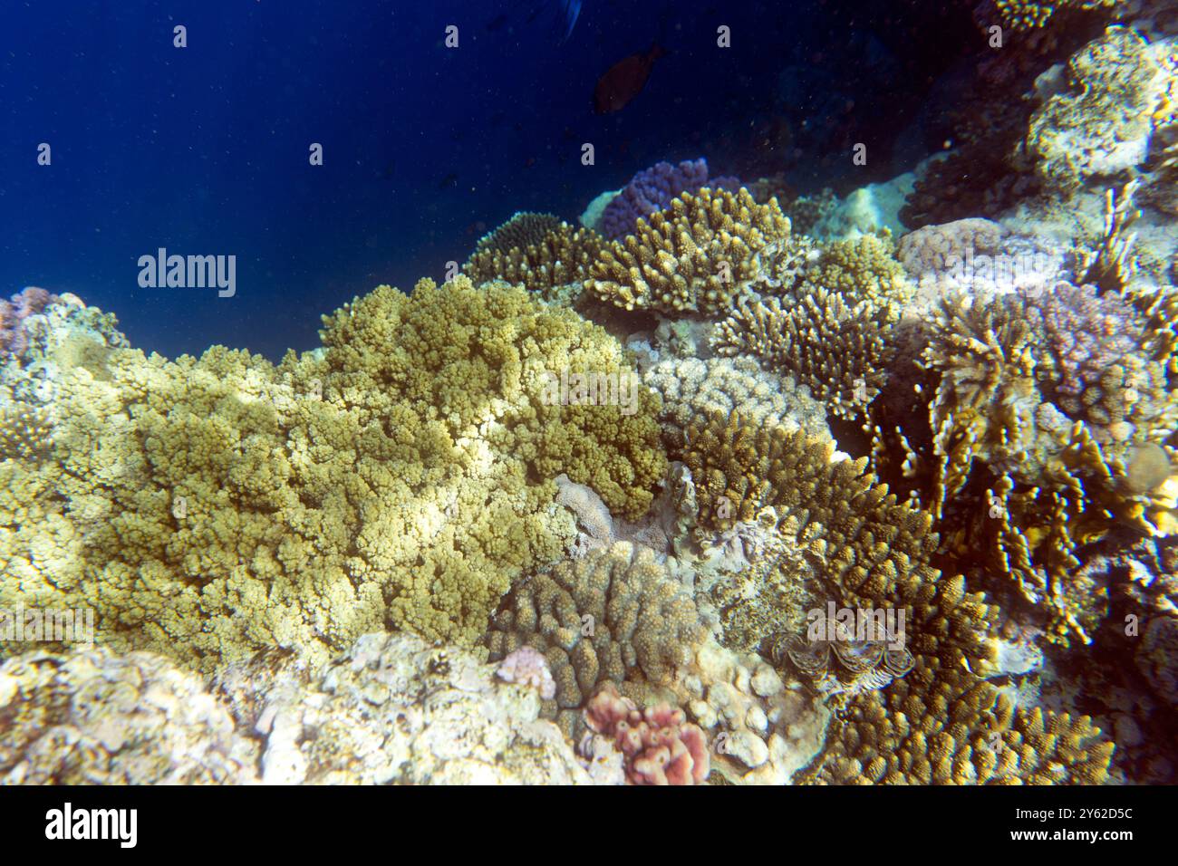 A landscape of coral reef in Egypt Stock Photo - Alamy
