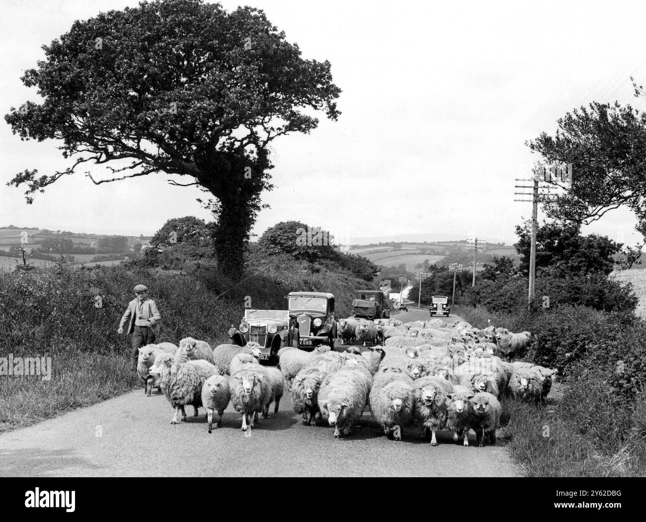 Flock of sheep blocking roadway. Exeter - 1936 Stock Photo - Alamy