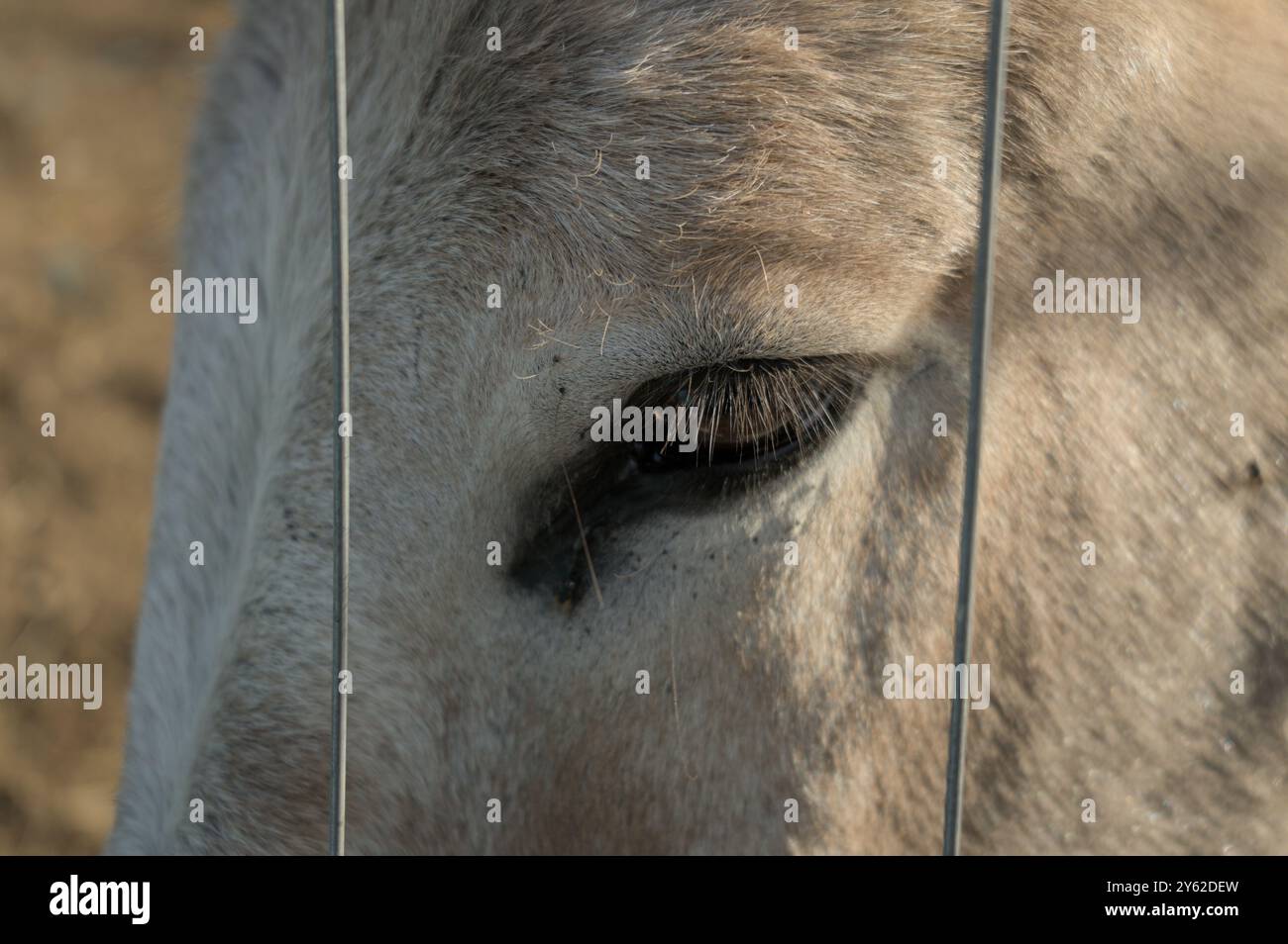A beautiful shot of a donkey's eye during sunrise Stock Photo - Alamy