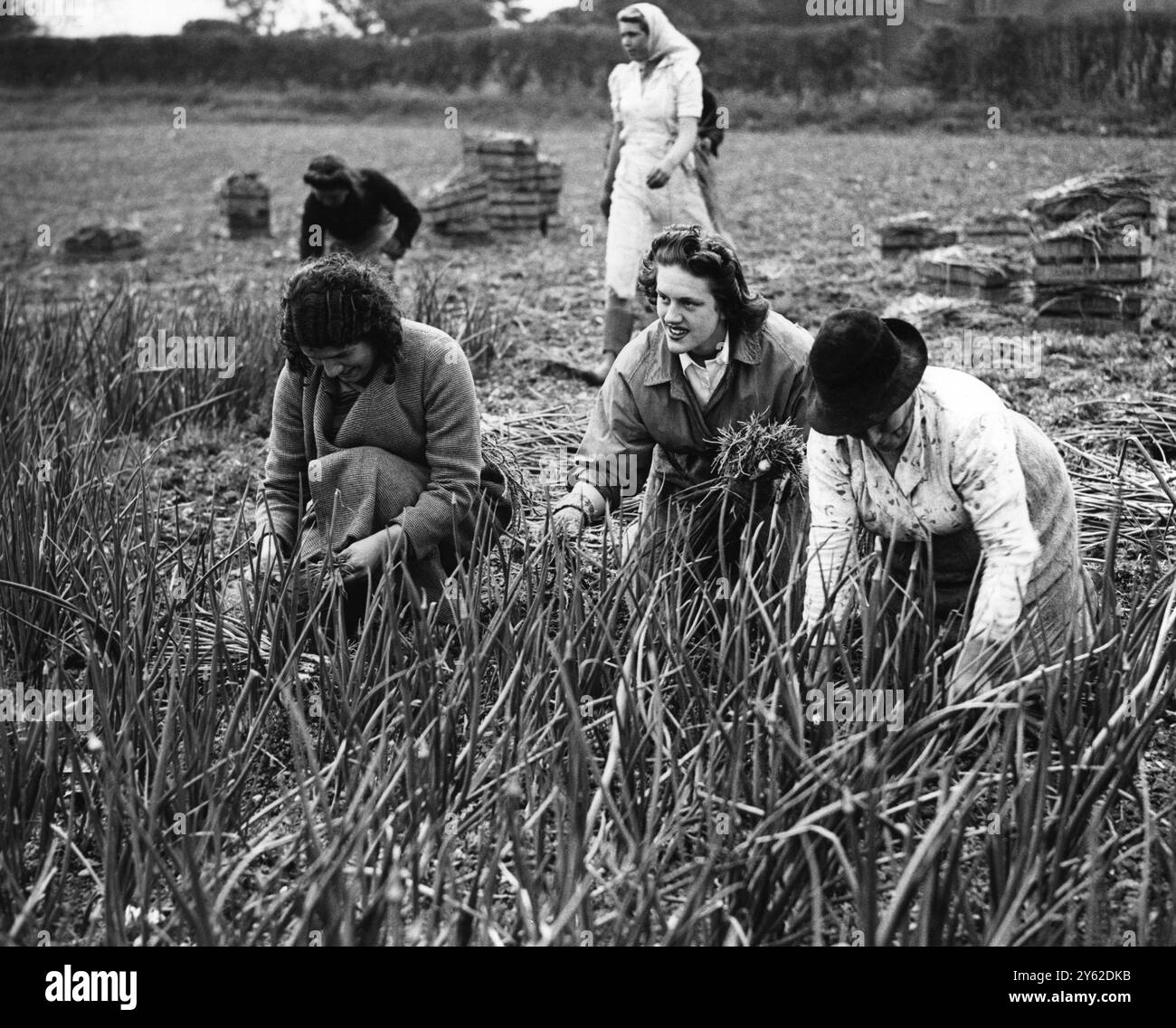 Land Girls pulling onions during WW2 1940s ©TopFoto Stock Photo - Alamy
