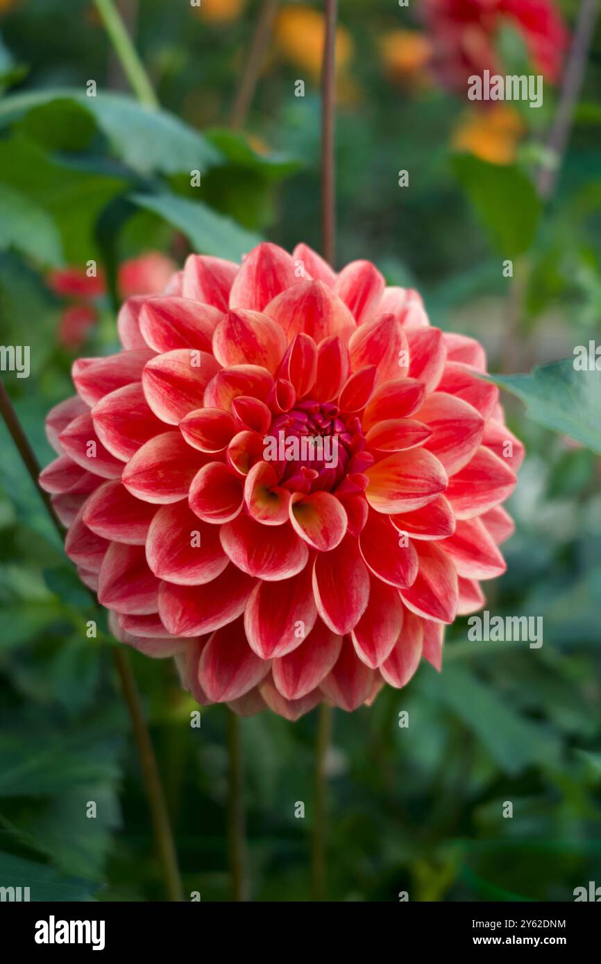 Spring dahlia hi-res stock photography and images - Alamy
