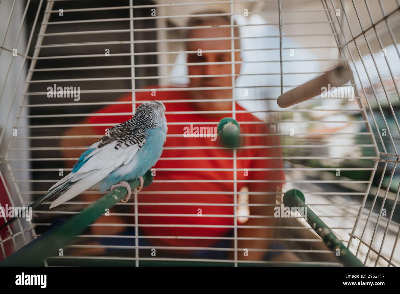 Parakeet in cage with man looking from outside Stock Photo - Alamy