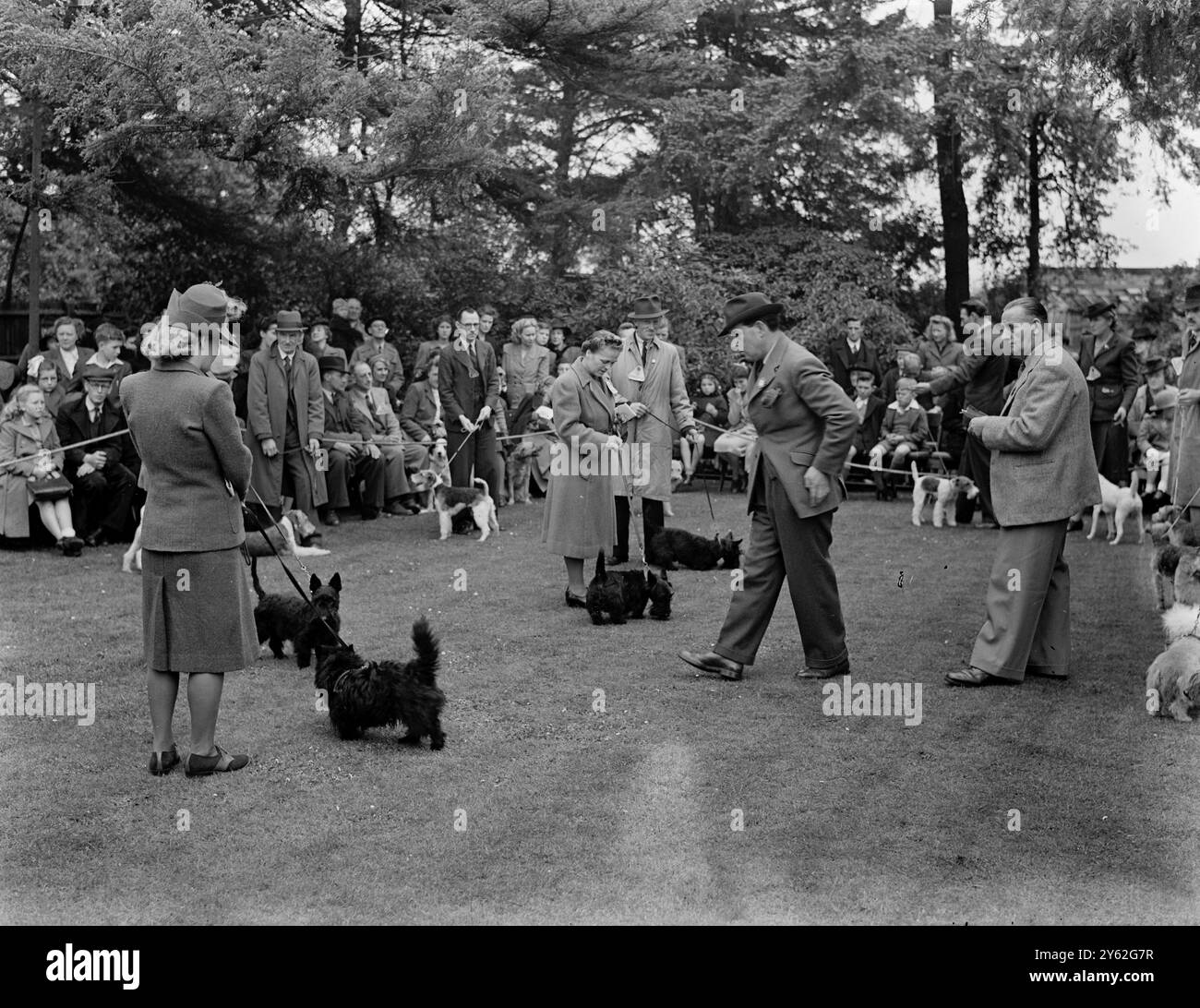 Dog Show - Bexley 1940 Stock Photo - Alamy