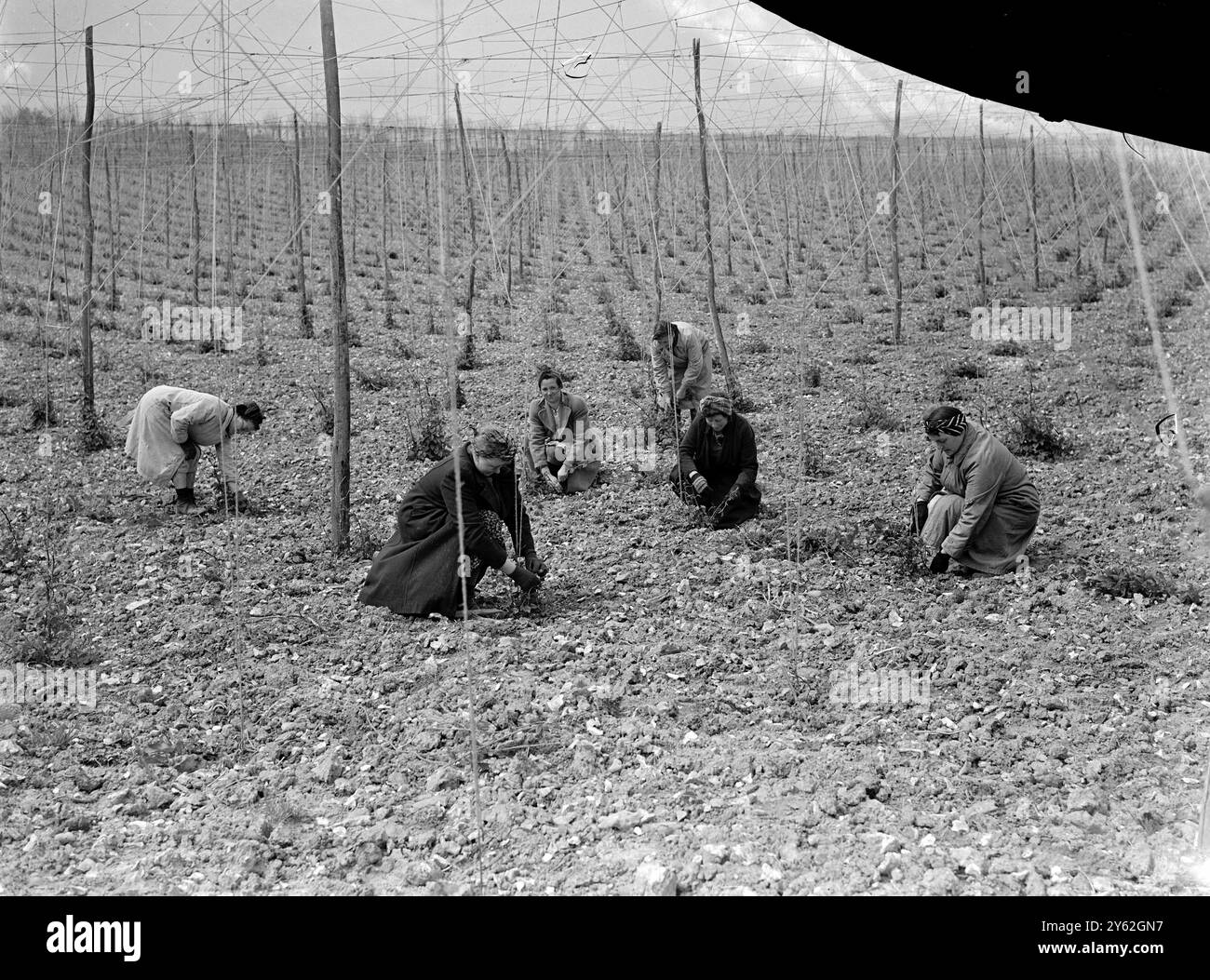 Hop stringing . c. 1940 Stock Photo - Alamy