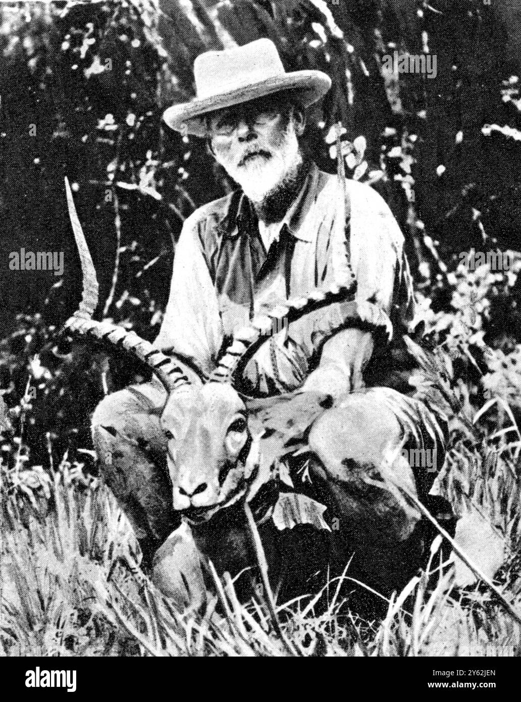 Impala seen in south hi-res stock photography and images - Alamy