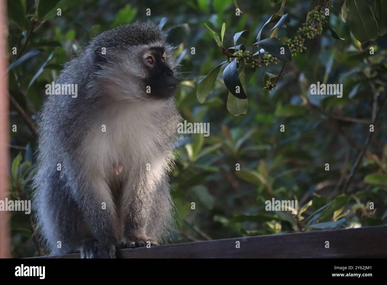 Vervet monkey chlorocebus pygerythrus, south africa, africa Stock Photo ...